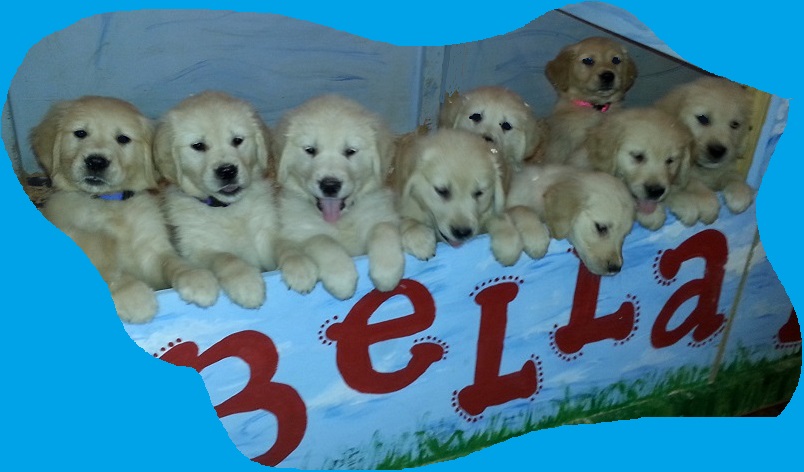 HAPPY FACES AT BELLA PUPS
