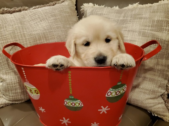 Golden Retriever Page
