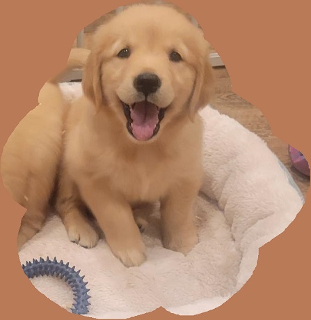 Full of love, joy and care every Bella Pup gets
